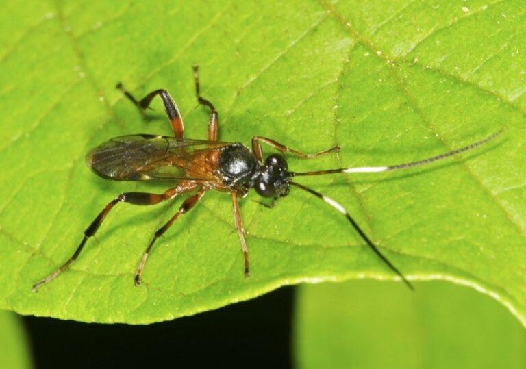 Braconid Wasps - Facts, Life Cycle, and Pictures