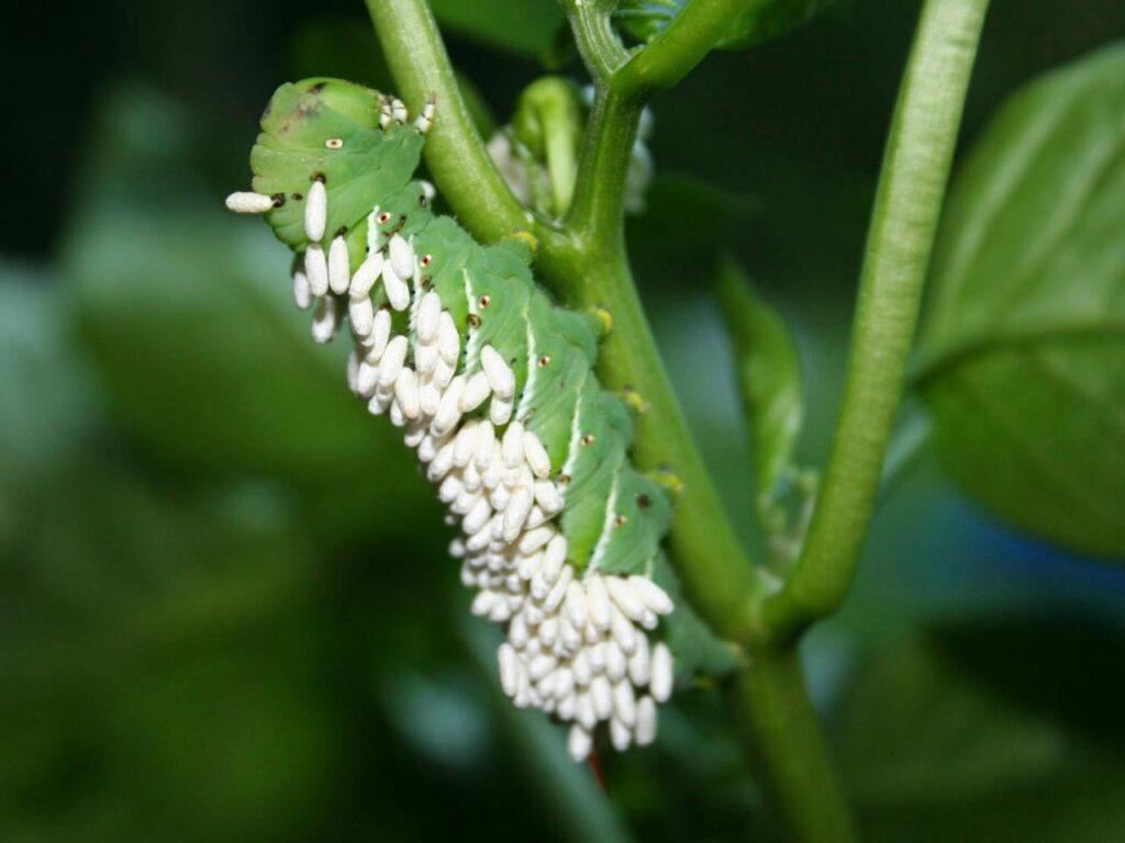 Braconid Wasps - Facts, Life Cycle, and Pictures