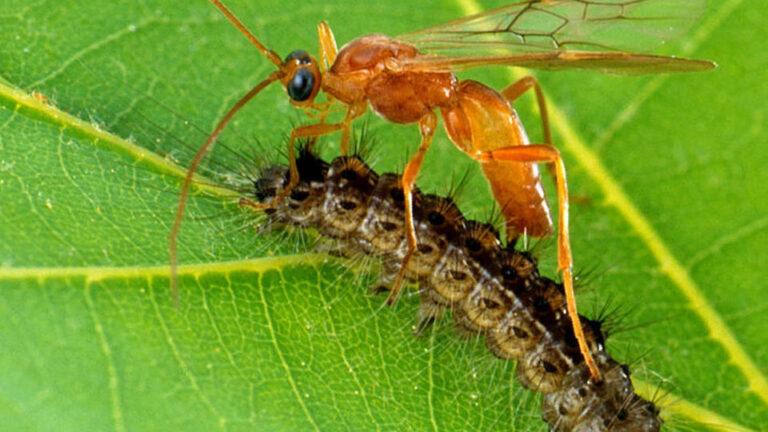 Braconid Wasps - Facts, Life Cycle, and Pictures