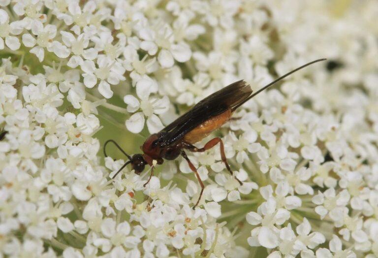 Braconid Wasps - Facts, Life Cycle, and Pictures