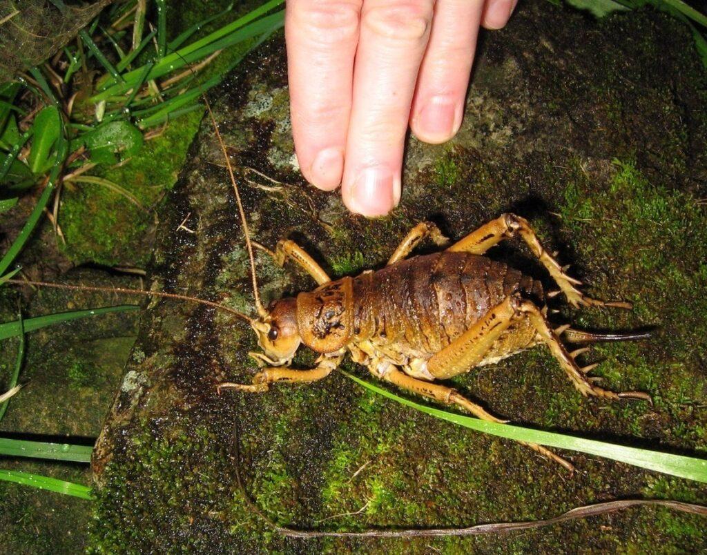 Giant Wētā Facts and Pictures