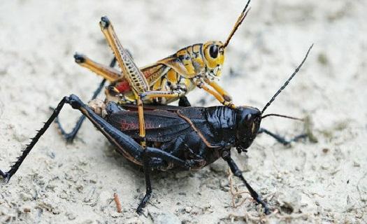 Eastern Lubber Grasshopper Facts, Description, and Pictures