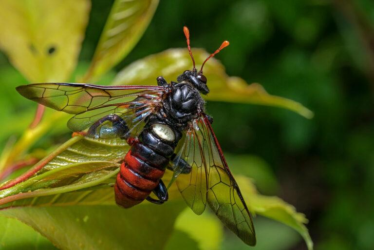 Elm Sawfly Facts, Life Cycle, and Pictures