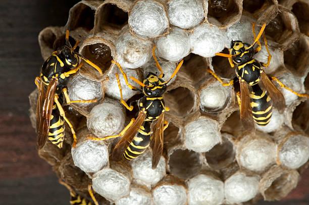 European Paper Wasp: Facts, Description, and Pictures