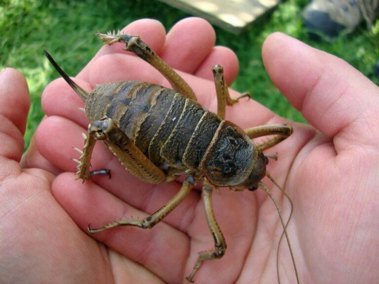 Giant Wētā Facts and Pictures