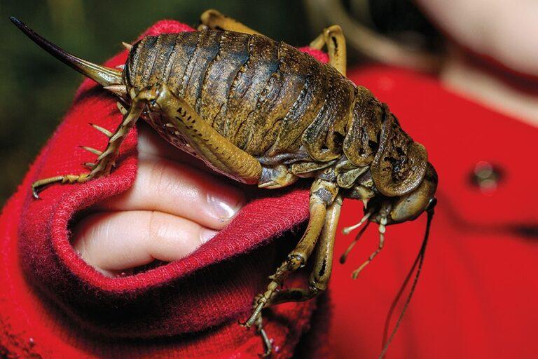 Giant Wētā Facts and Pictures