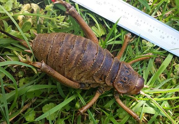 Giant Wētā Facts and Pictures