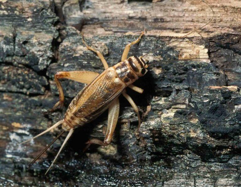 Tree Cricket Facts, Description, and Pictures