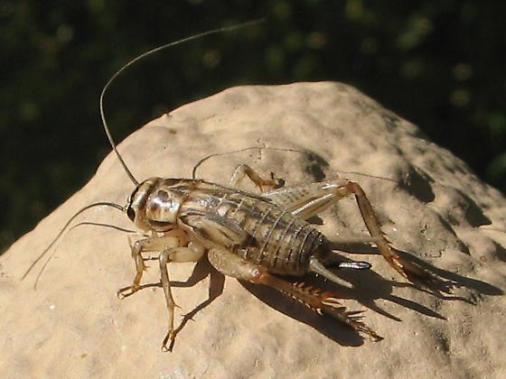 House Crickets Facts, Description, and Pictures