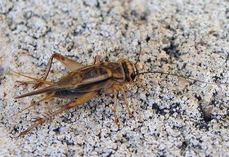 House Crickets Facts, Description, and Pictures