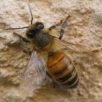 Italian Bee: Facts, and Pictures
