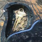 Odorous House Ant - Facts and Identification With Pictures