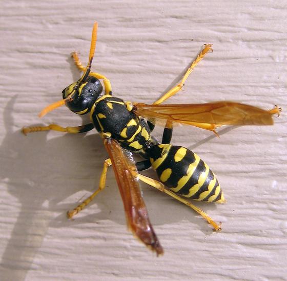 European Paper Wasp: Facts, Description, and Pictures