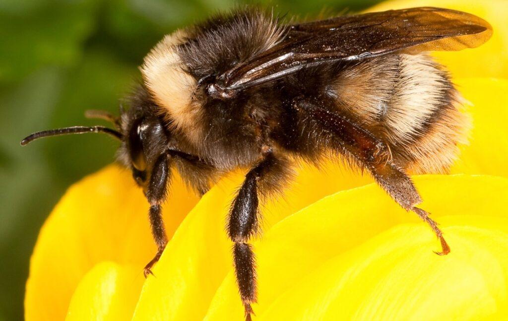 Italian Bee: Facts, and Pictures