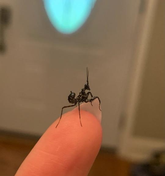 Spiny Flower Mantis Facts, Description, and Pictures