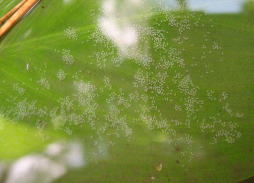 Blue Dasher Facts, Description, and Pictures