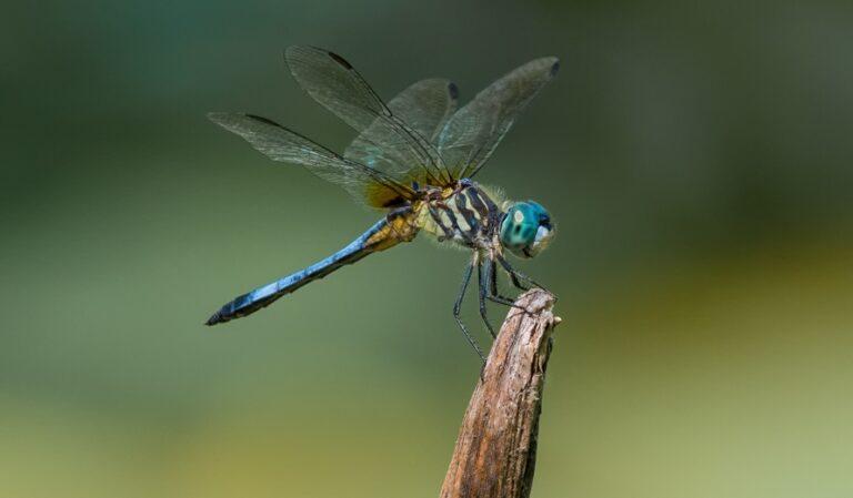 Blue Dasher Facts, Description, and Pictures
