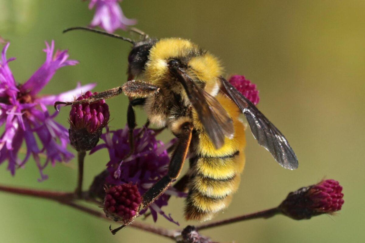 American Bumble Bee: Facts and Pictures
