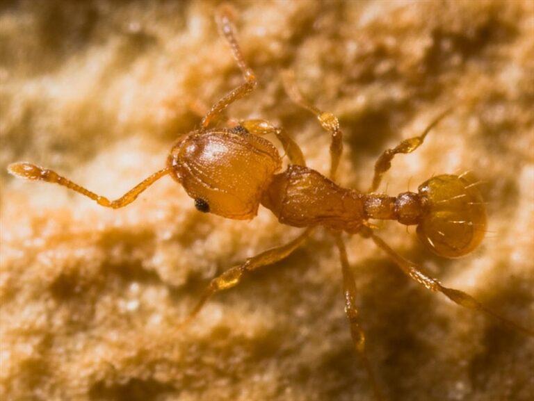 Electric Ant - Facts and Identification with Pictures