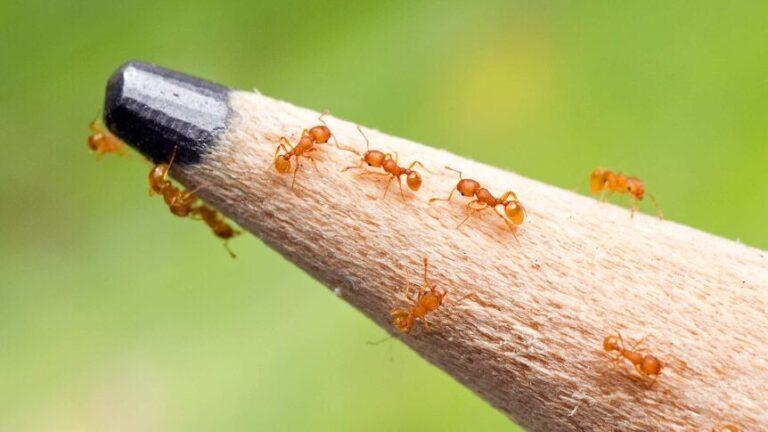 Electric Ant - Facts and Identification with Pictures