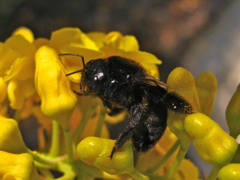 Valley Carpenter Bee: Facts and Pictures