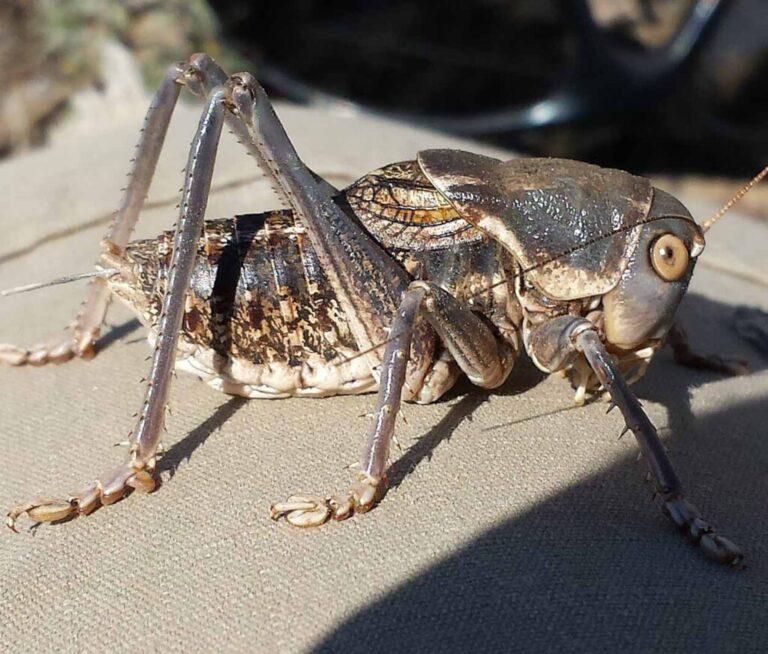Mormon Cricket Facts, Description, and Pictures