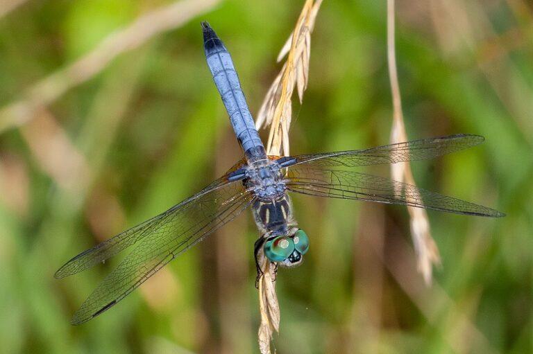 Blue Dasher Facts, Description, and Pictures