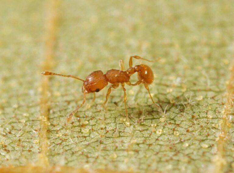 Electric Ant - Facts and Identification with Pictures