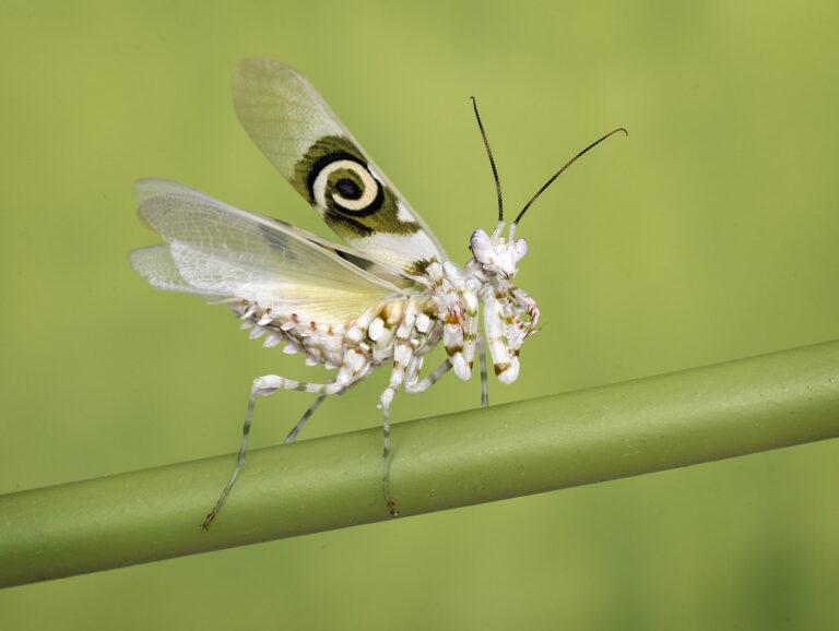 Spiny Flower Mantis Facts, Description, and Pictures