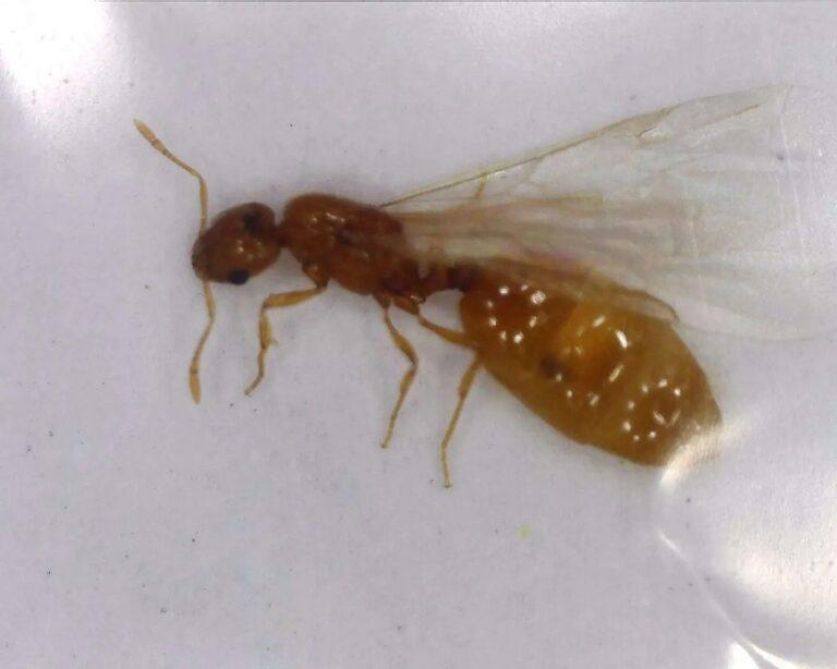 Thief Ant - Facts and Identification with Pictures