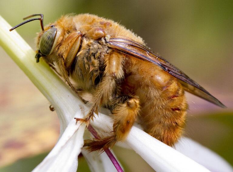 Valley Carpenter Bee: Facts and Pictures