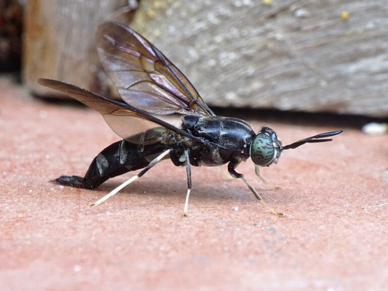 Black Soldier Fly Facts, Description, and Pictures