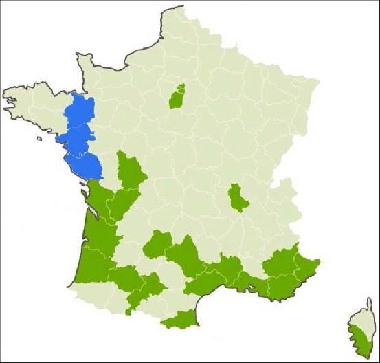 Black Soldier Fly Facts, Description, and Pictures