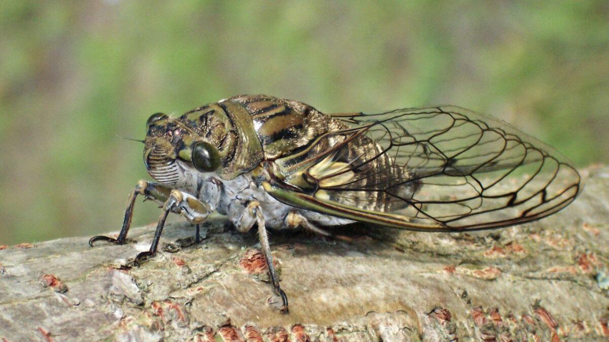 Giant Cicada Facts, Description, and Pictures