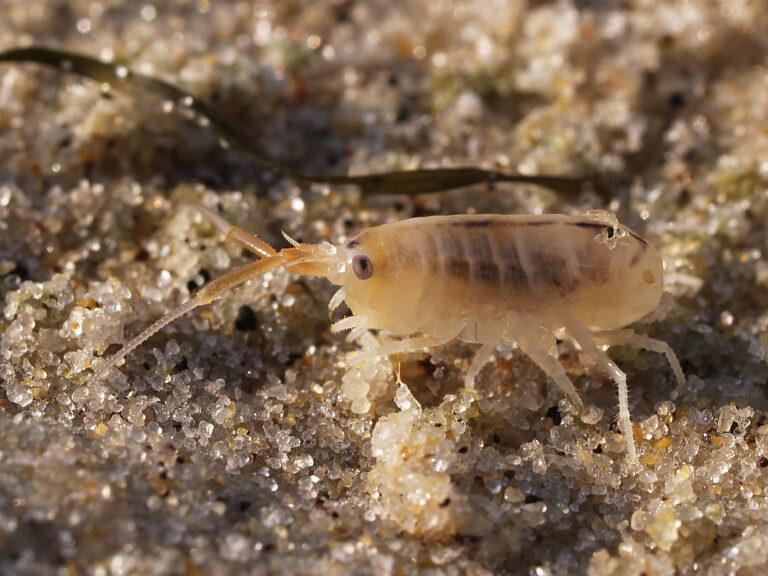 Chigoe Flea Facts, Description, and Pictures