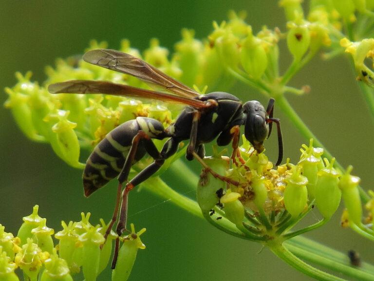 Northern Paper Wasp: Facts, Description, and Pictures