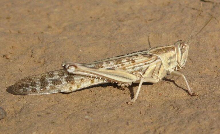 Migratory Locust Facts, Identification and Pictures