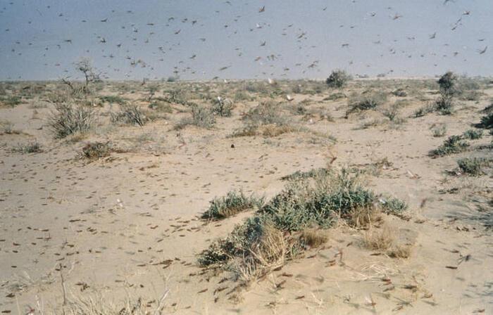 Desert Locust Facts, Description, and Images