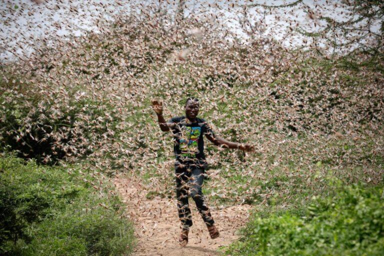 Desert Locust Facts, Description, and Images