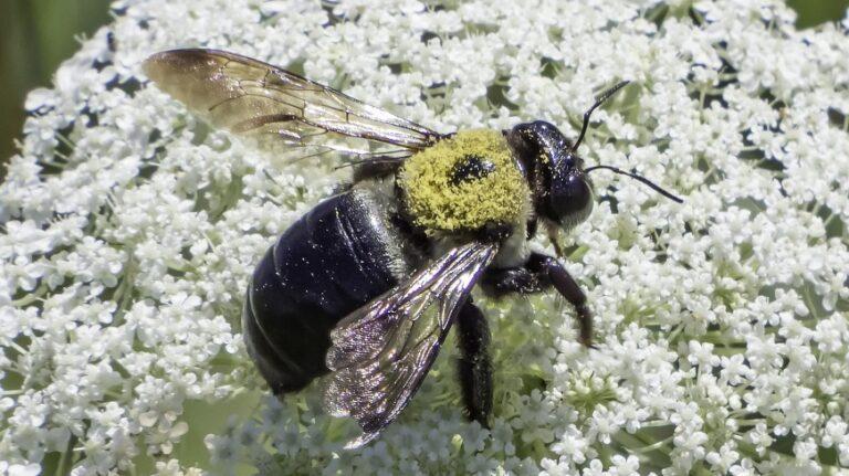 Italian Bee: Facts, and Pictures