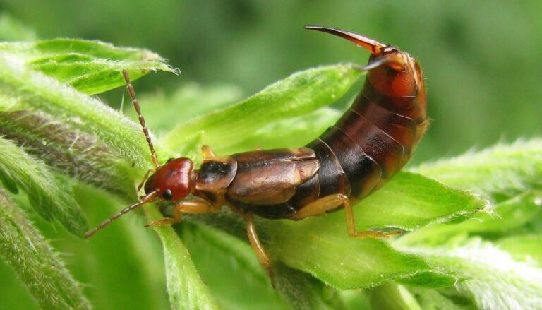 Ringlegged Earwig Facts, Identification and Pictures