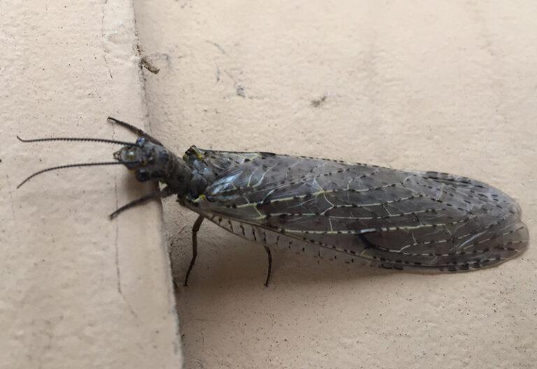 Spring Fishfly Facts, Description, and Pictures