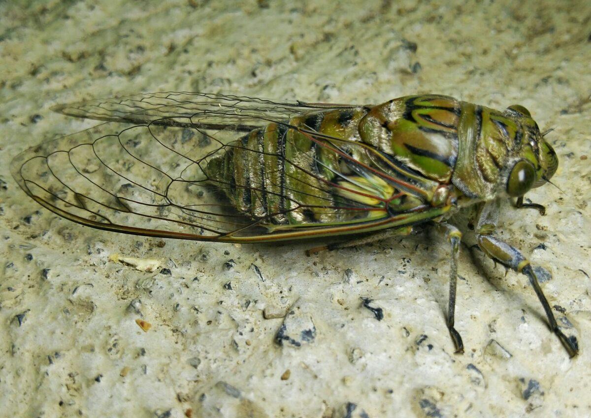 Giant Cicada Facts, Description, and Pictures