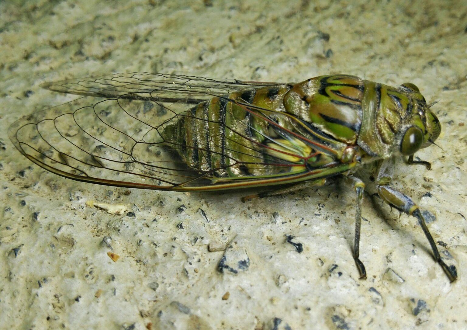 Dog-day Cicada Facts, Description, and Pictures