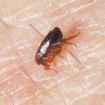 Human Flea Facts, Description, and Pictures