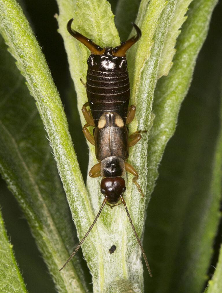 European Earwig Facts, Description, and Pictures