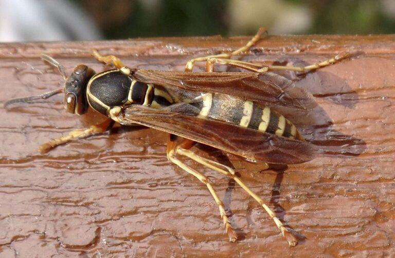 Northern Paper Wasp: Facts, Description, and Pictures