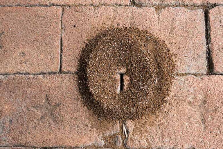 Pavement Ant - Facts and Identification With Pictures