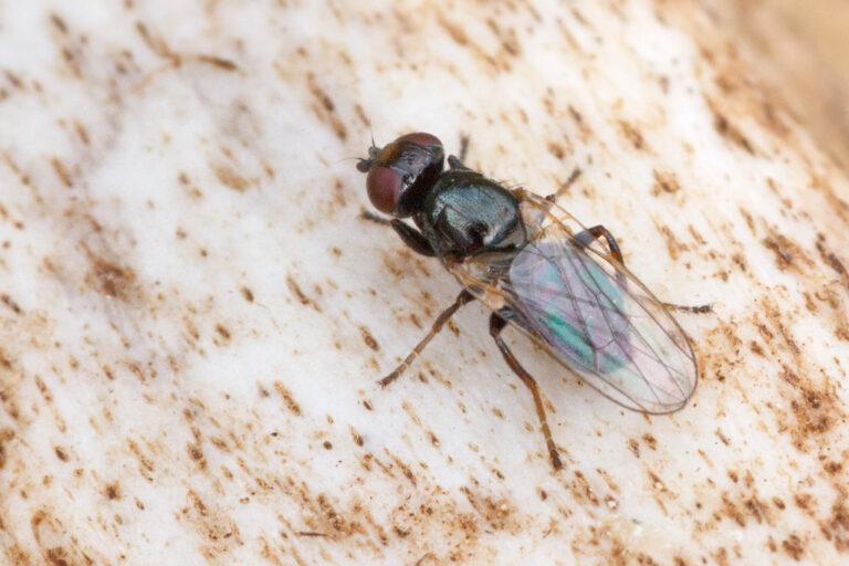 Cheese Fly Facts, Description, and Pictures