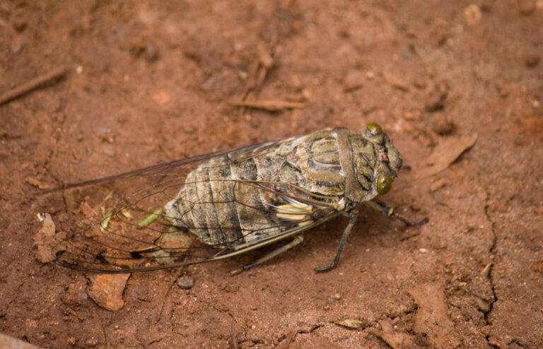 Giant Cicada Facts, Description, and Pictures